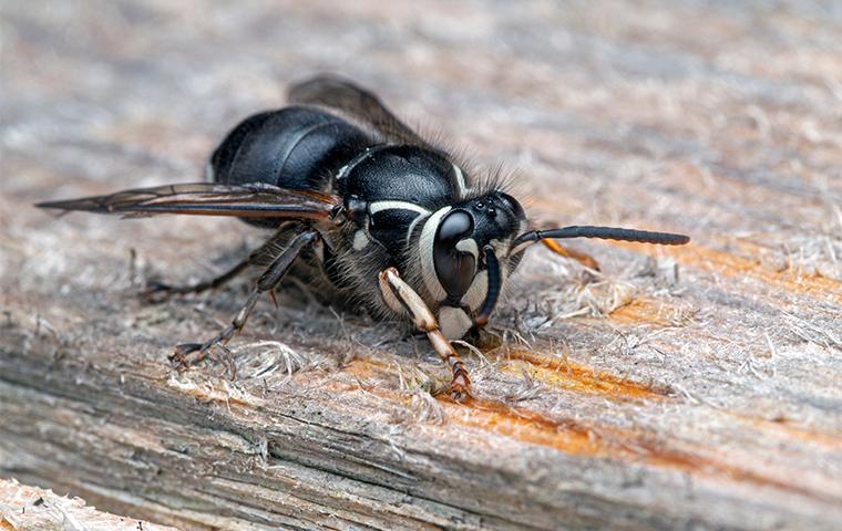 Blog - Orlando's Ultimate Wasp Control Guide