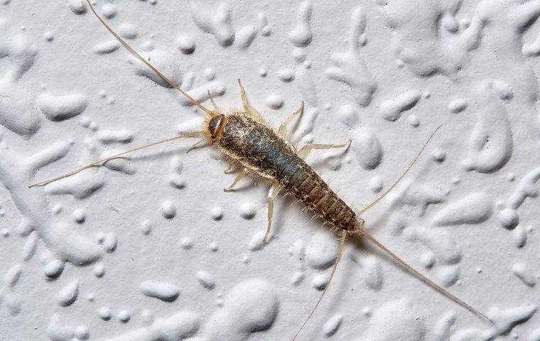 Blog - What Are These Silver Bugs In My Orlando Home?