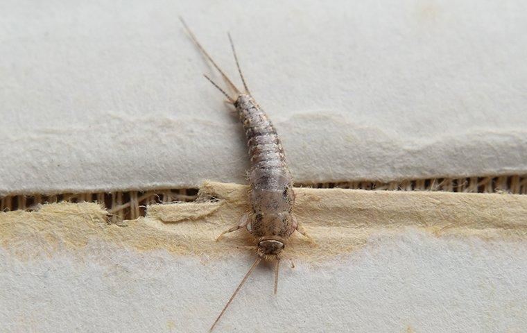 Blog - Nine Easy & Effective Silverfish Prevention Tips For Orlando ...